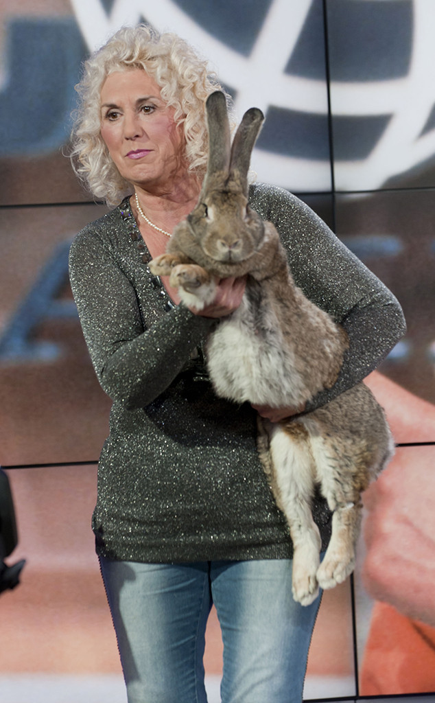 Giant Bunny Bought From Former Playboy Model Dies on United Airlines ... Giant Bunny Bought From Former Playboy Model Dies on United Airlines ...